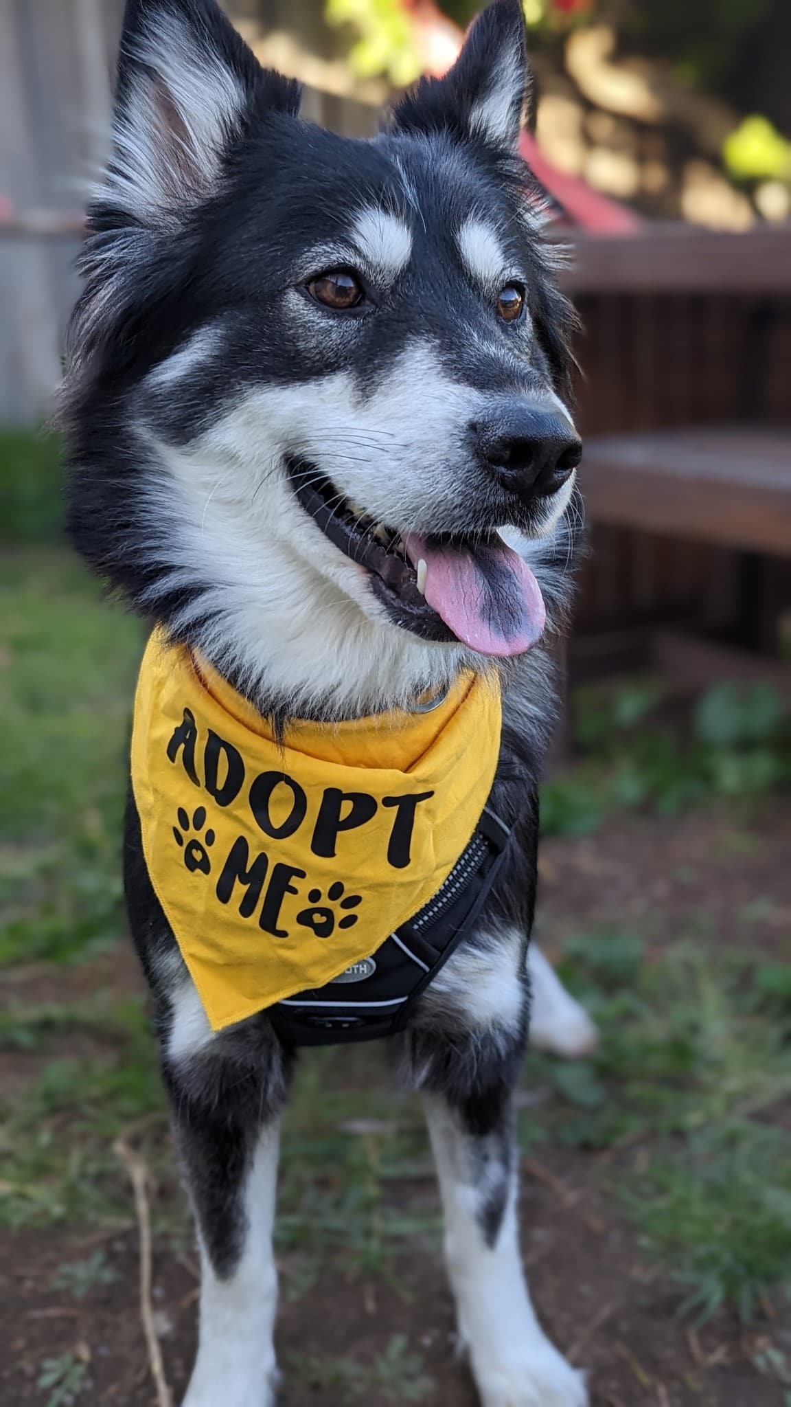 333 Rule of Adopting a Dog - The Heroic Tail Dog Rescue